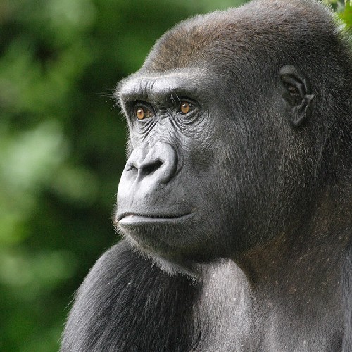 orhan yenen - ekşi sözlük