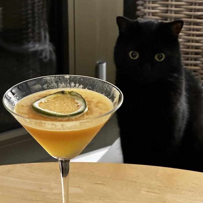 kullanıcı: blackjackthecat - ekşi sözlük