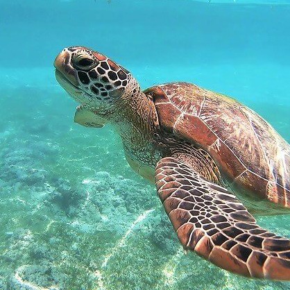 kullanıcı: captain turtle - ekşi sözlük