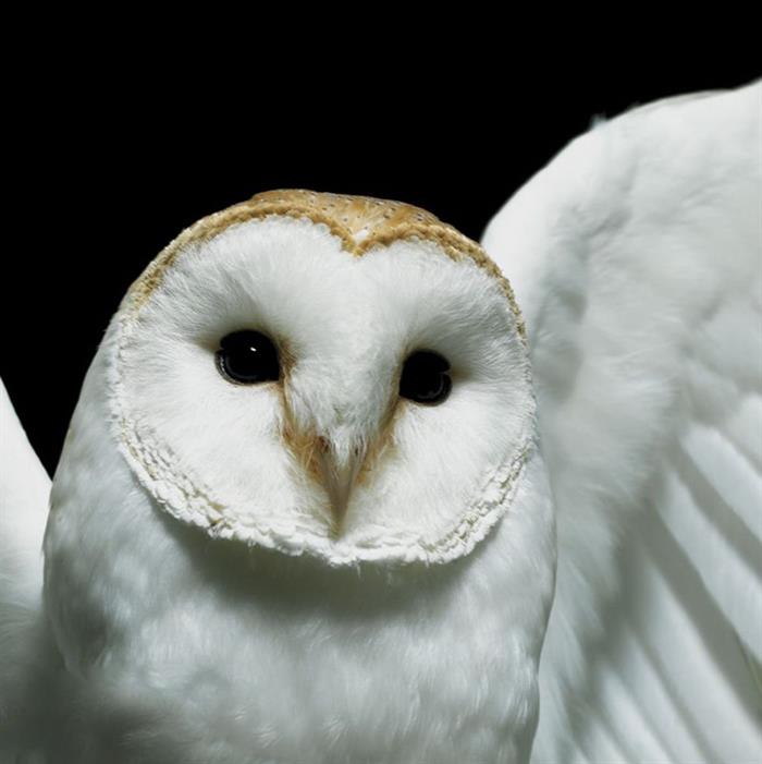 guilded - ekşi sözlük