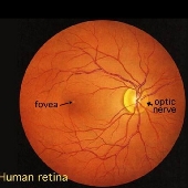 kullanıcı: fovea - ekşi sözlük