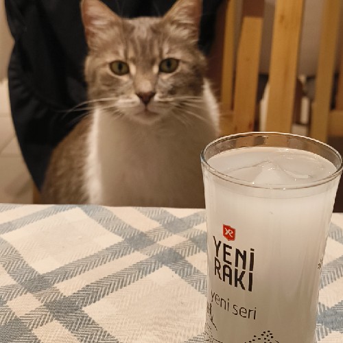 kullanıcı: peasea - ekşi sözlük