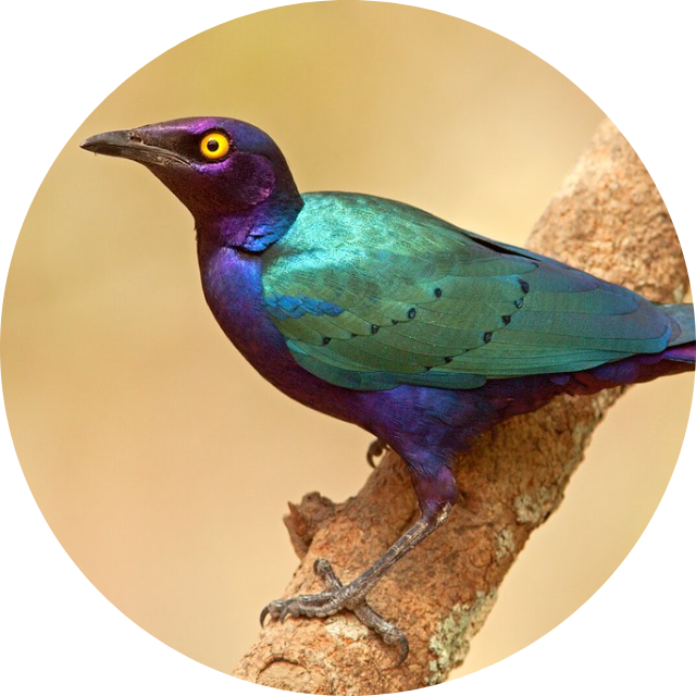 kullanıcı: scheduled - ekşi sözlük