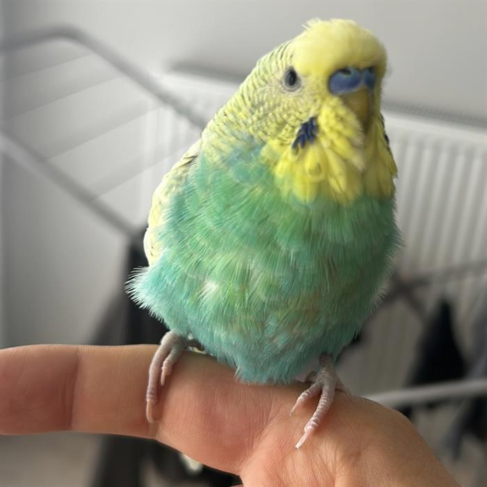 dostlarını yakın düşmanlarını daha yakın tut - ekşi sözlük